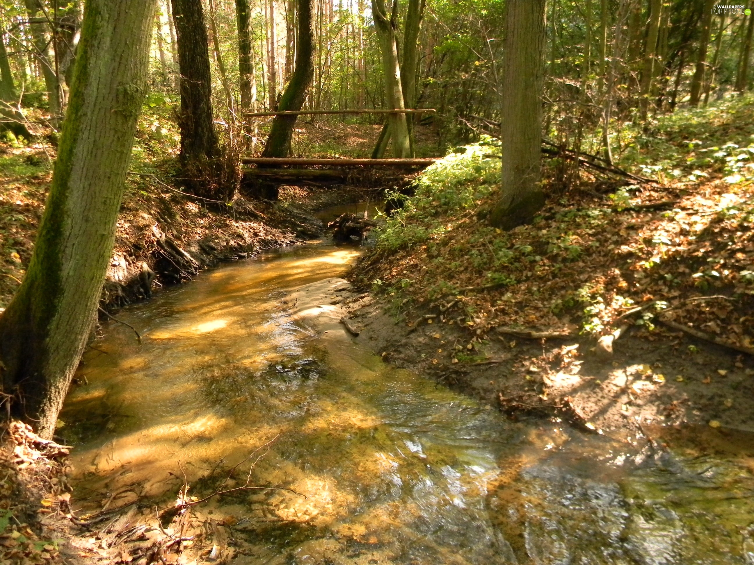 Brook In Forest Wallpaper